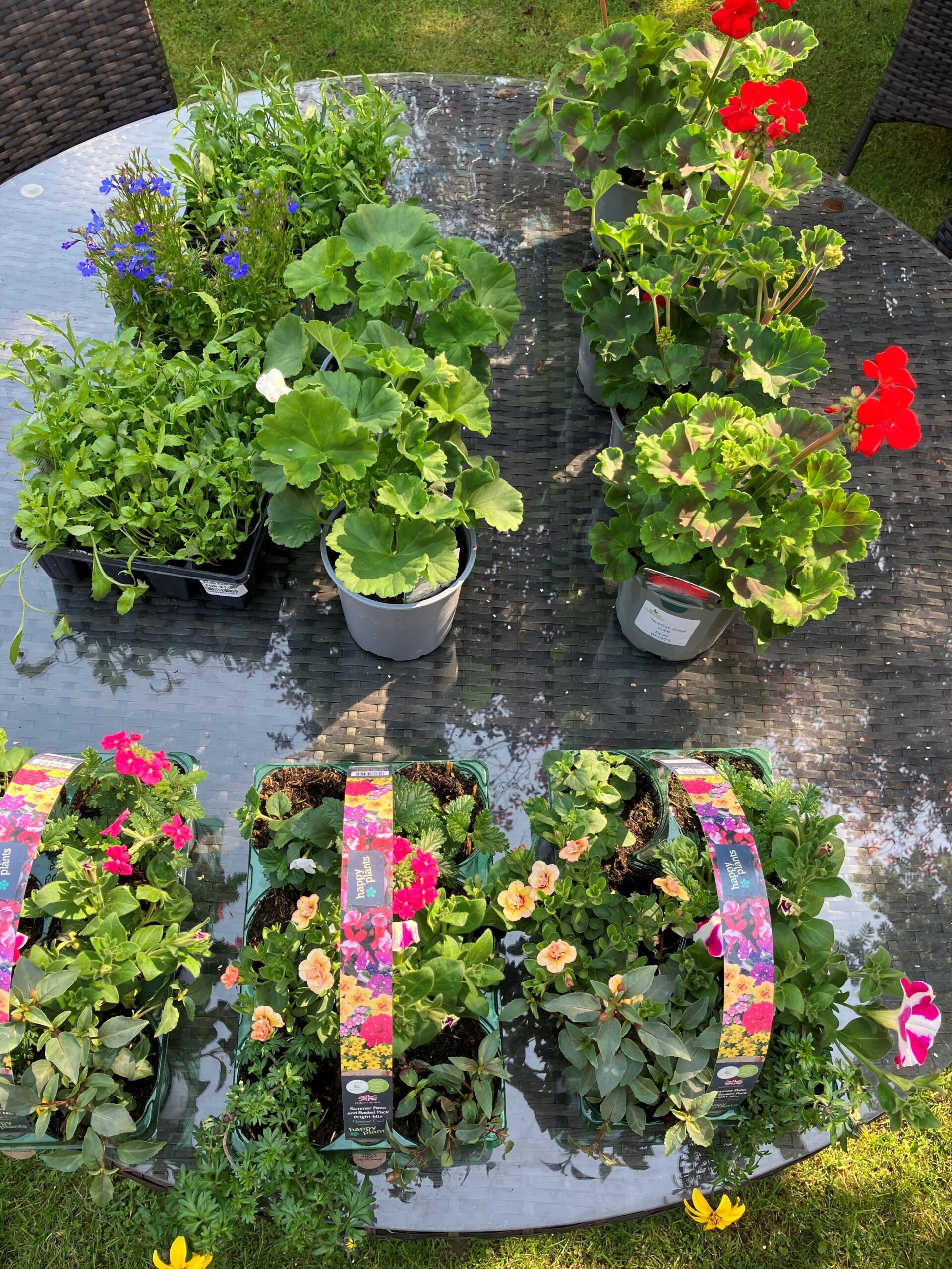 Sandpiper add colour to the garden - Tanglewood Care Services Ltd