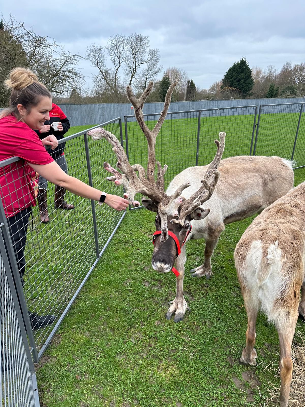 Majestic Reindeer visit at Cloverleaf Care Home - Tanglewood Care ...